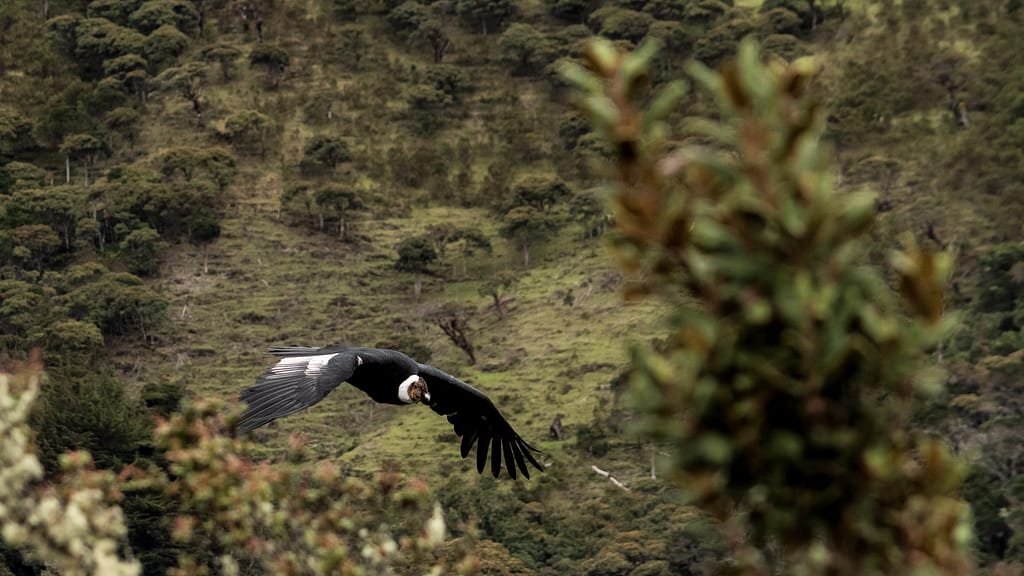 Cóndor de los Andes, mensajero del sol - Mónica Ledezma ⎥ Fotografía