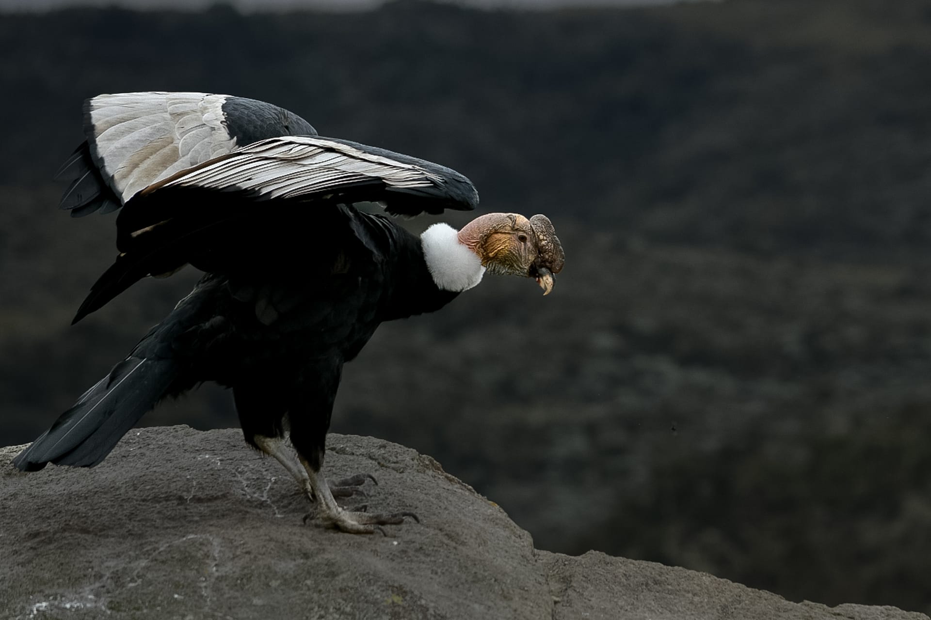 Cóndor de los Andes, mensajero del sol - Mónica Ledezma ⎥ Fotografía